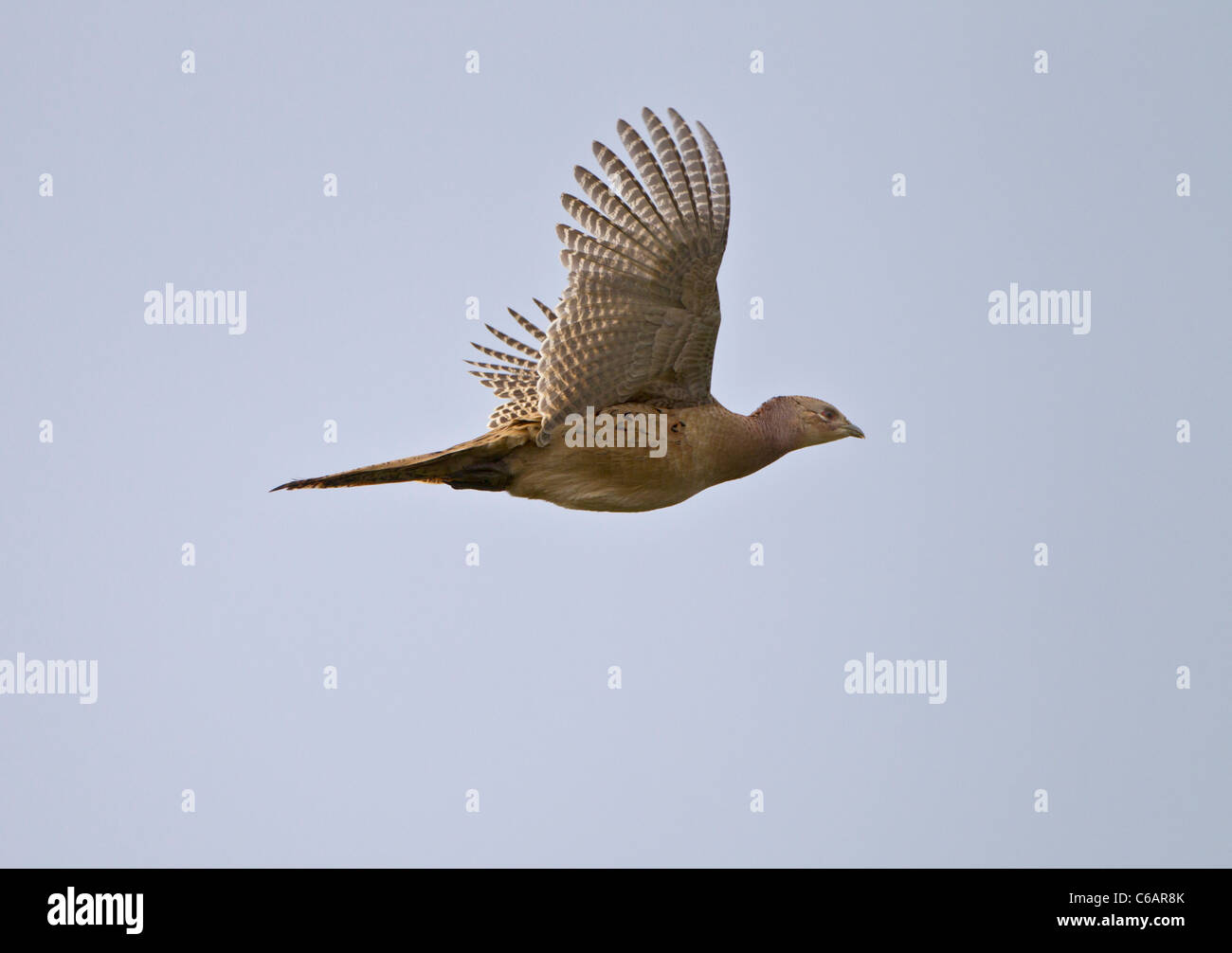 Pheasant Phasianus colchicus female in flight trying to survive during ...