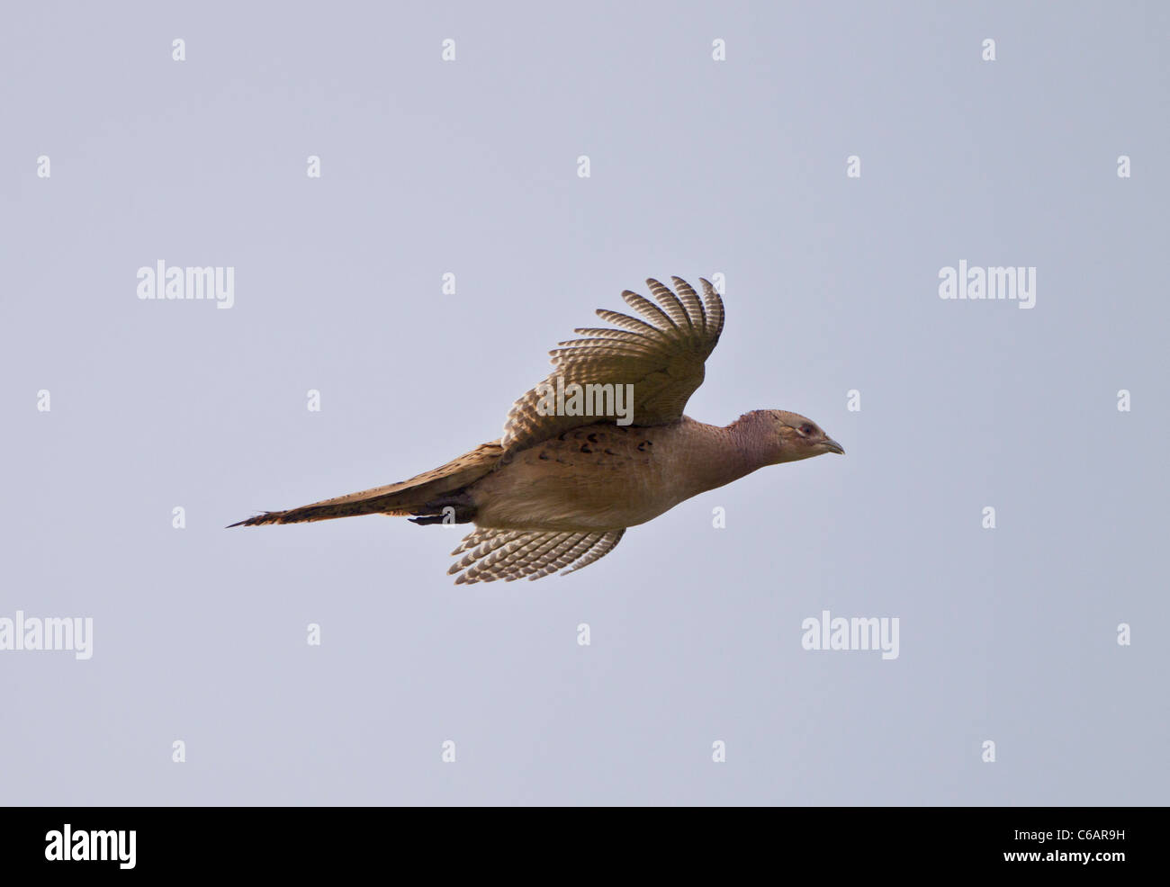 Flying pheasant hi-res stock photography and images - Alamy