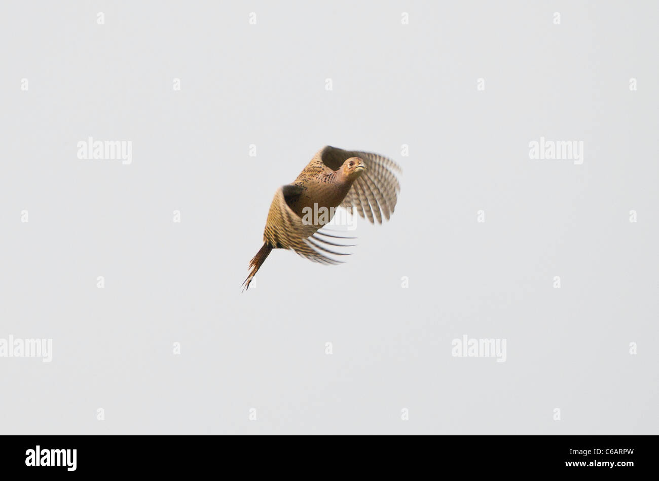 Female pheasant in flight hi-res stock photography and images - Alamy