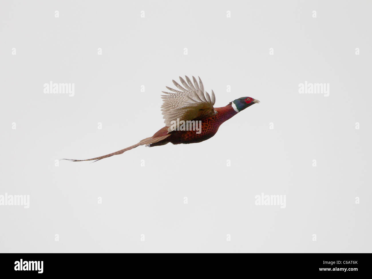 Flying pheasant hi-res stock photography and images - Alamy