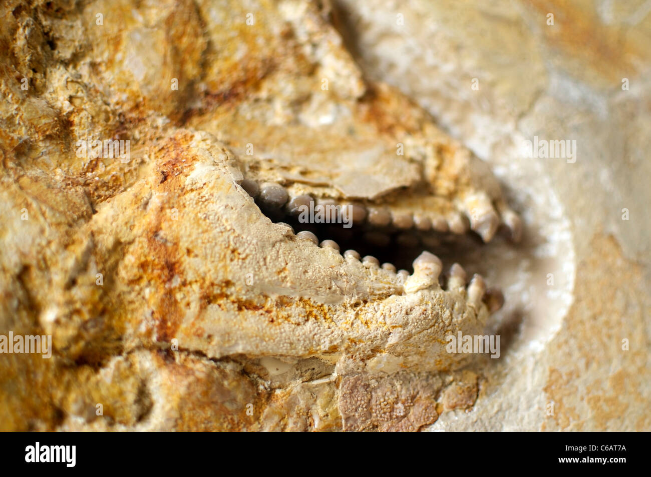 Detail of the fossil of a fish: rather creepy teeth Stock Photo - Alamy