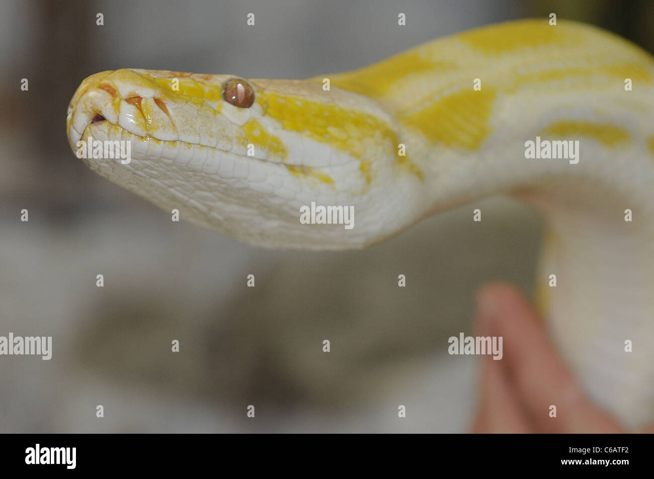Indian Python At A Photo Call For The 5th Season Of National Geographics Dangerous Encounters 