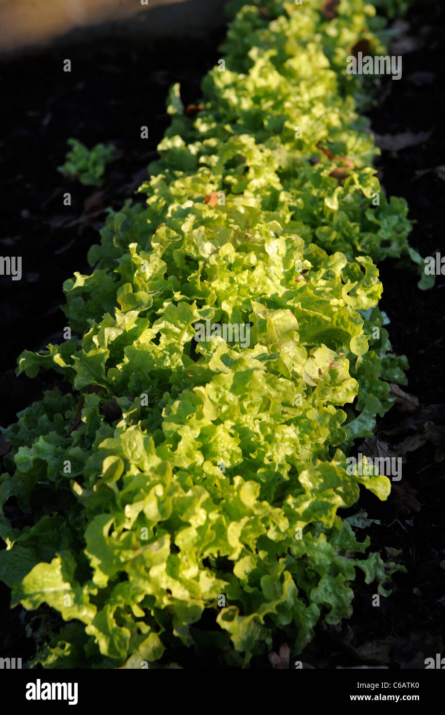 A row of lettuce in a vegetable garden UK Stock Photo - Alamy
