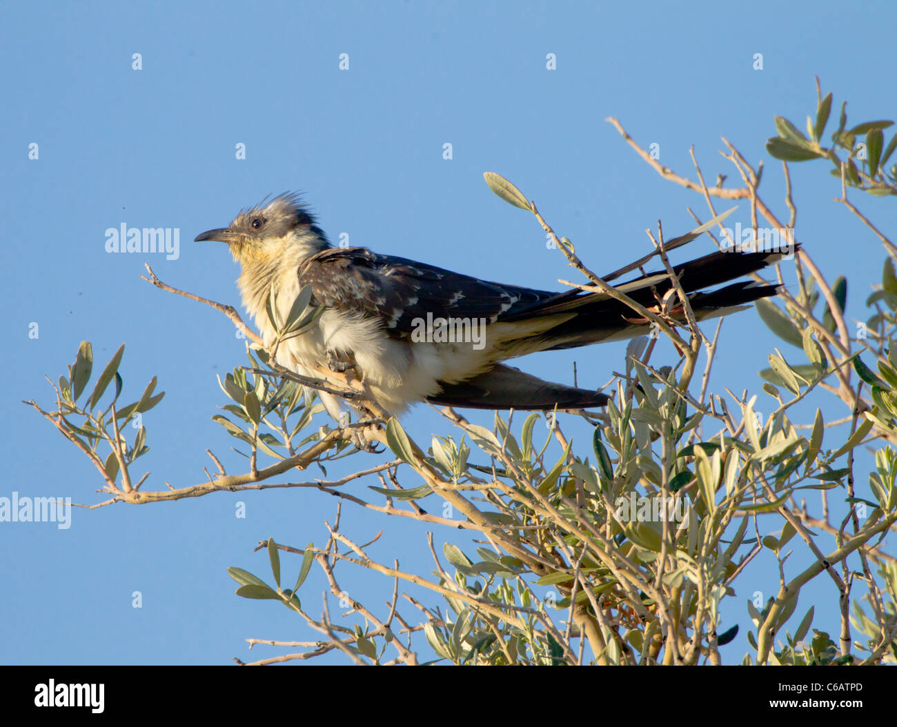 Great Spotted Cuckoo Clamator glandarius screeching and agitated Cyprus ...