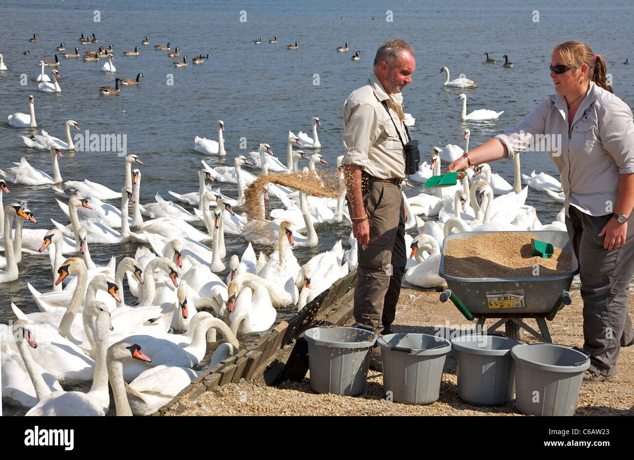 Swanney hi-res stock photography and images - Alamy