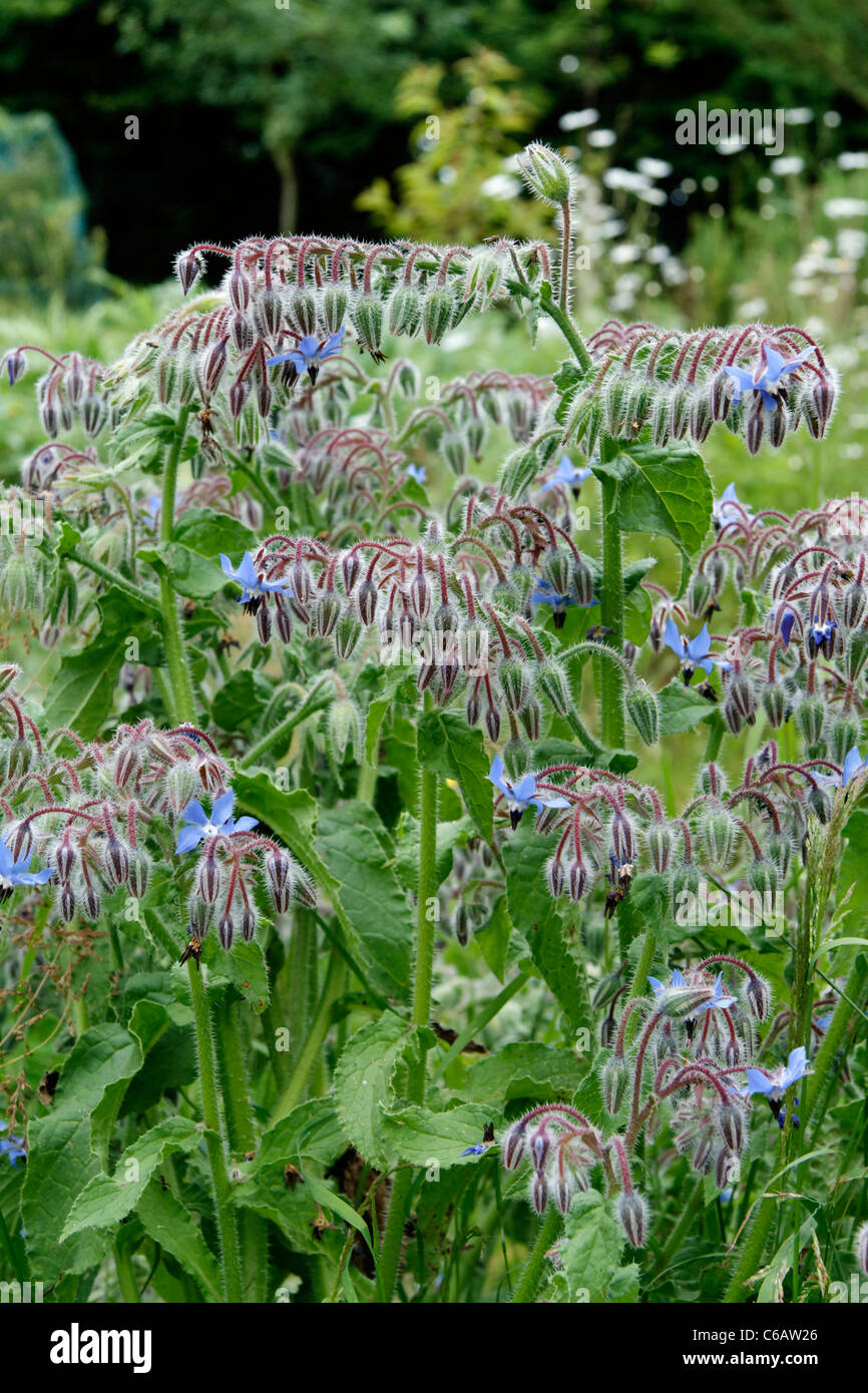 Common borage (Borago officinalis) in flower Stock Photo - Alamy