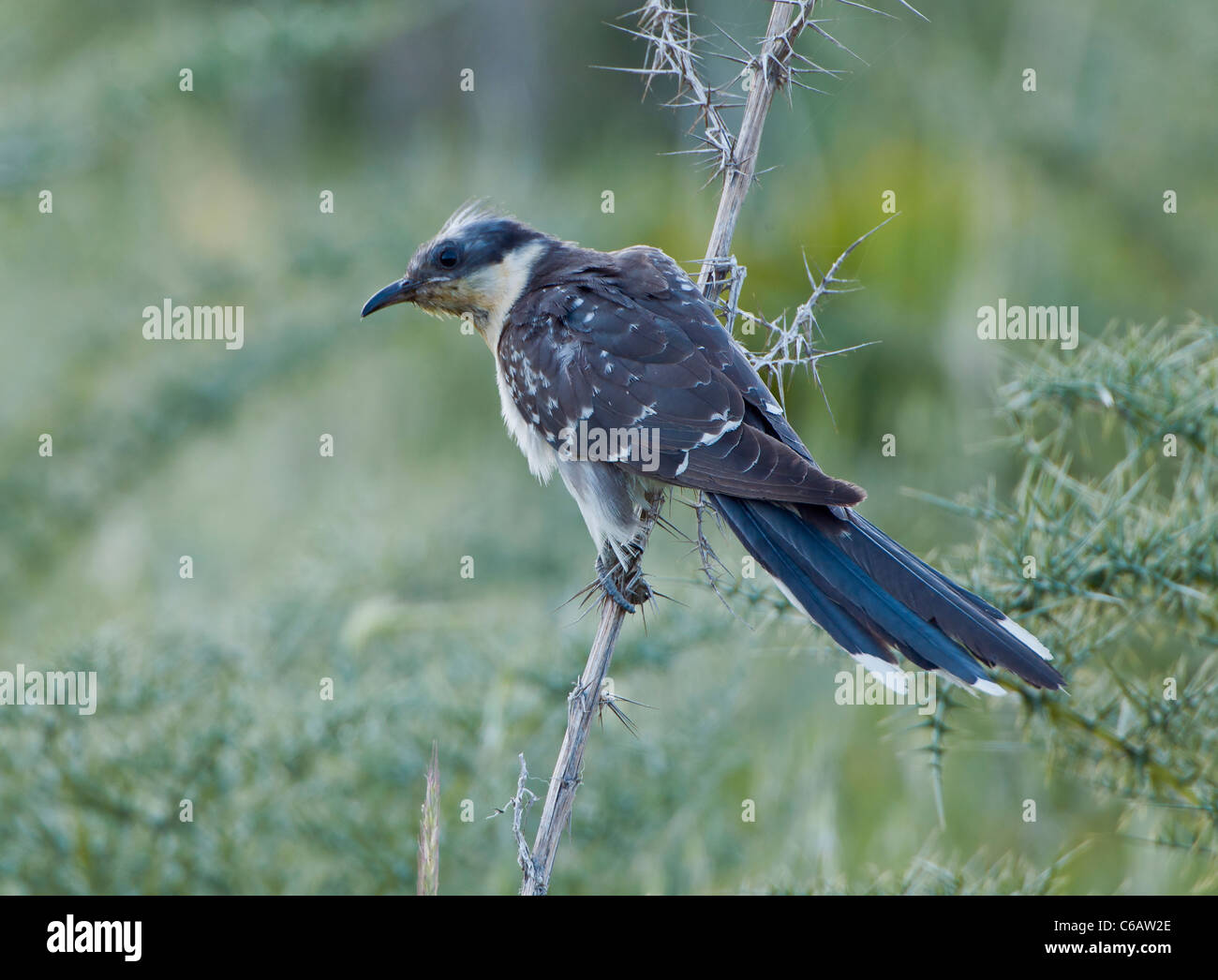 Great Spotted Cuckoo Clamator glandarius screeching and agitated Cyprus ...