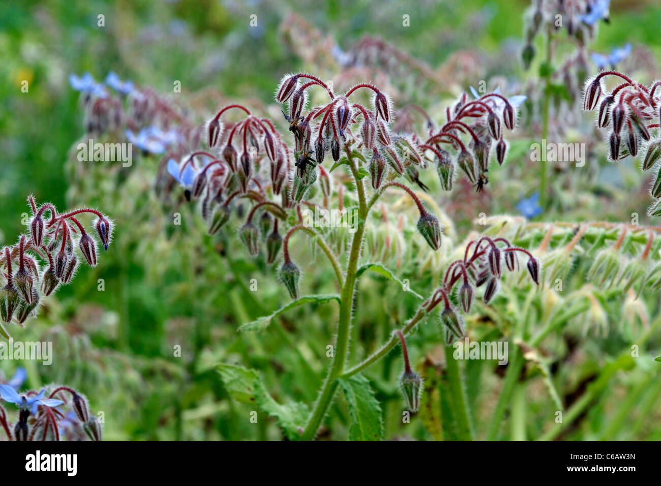 Common borage (Borago officinalis) in flower Stock Photo - Alamy