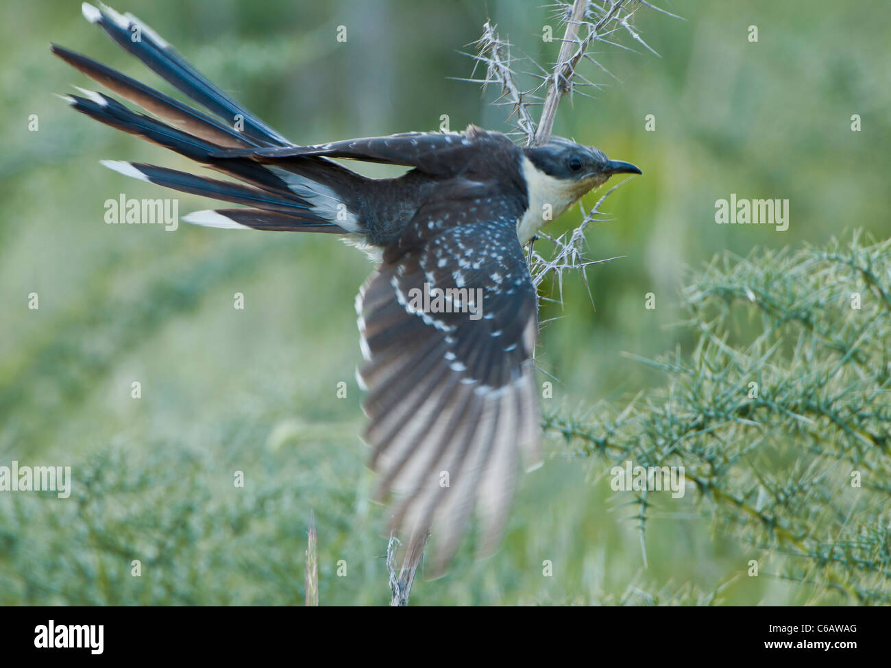 Agitated bird hi-res stock photography and images - Alamy