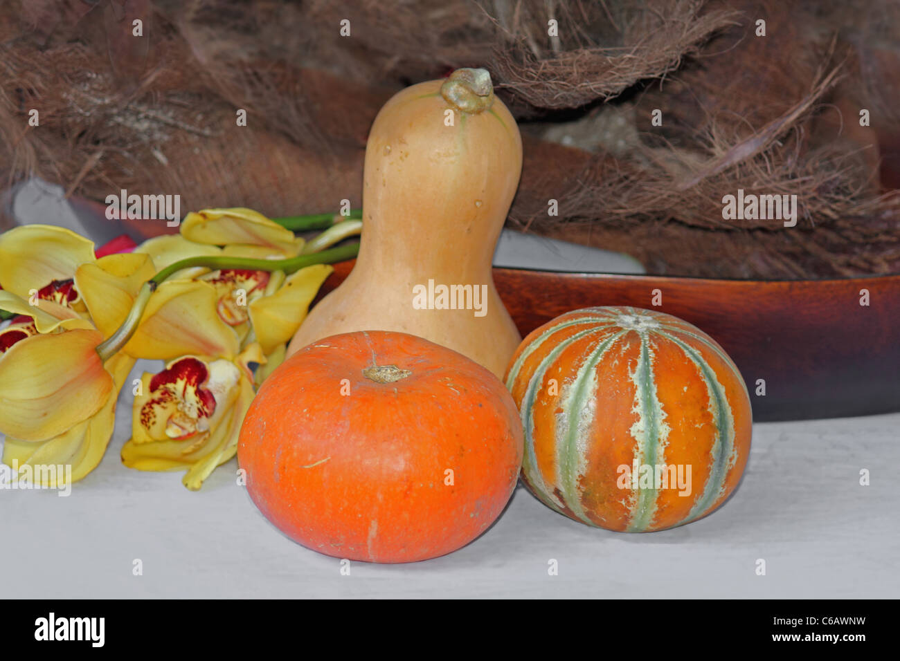 Cucurbita maxima, Cucurbitaceae, Pumpkin, Cucurbita pepo pepo Stock ...