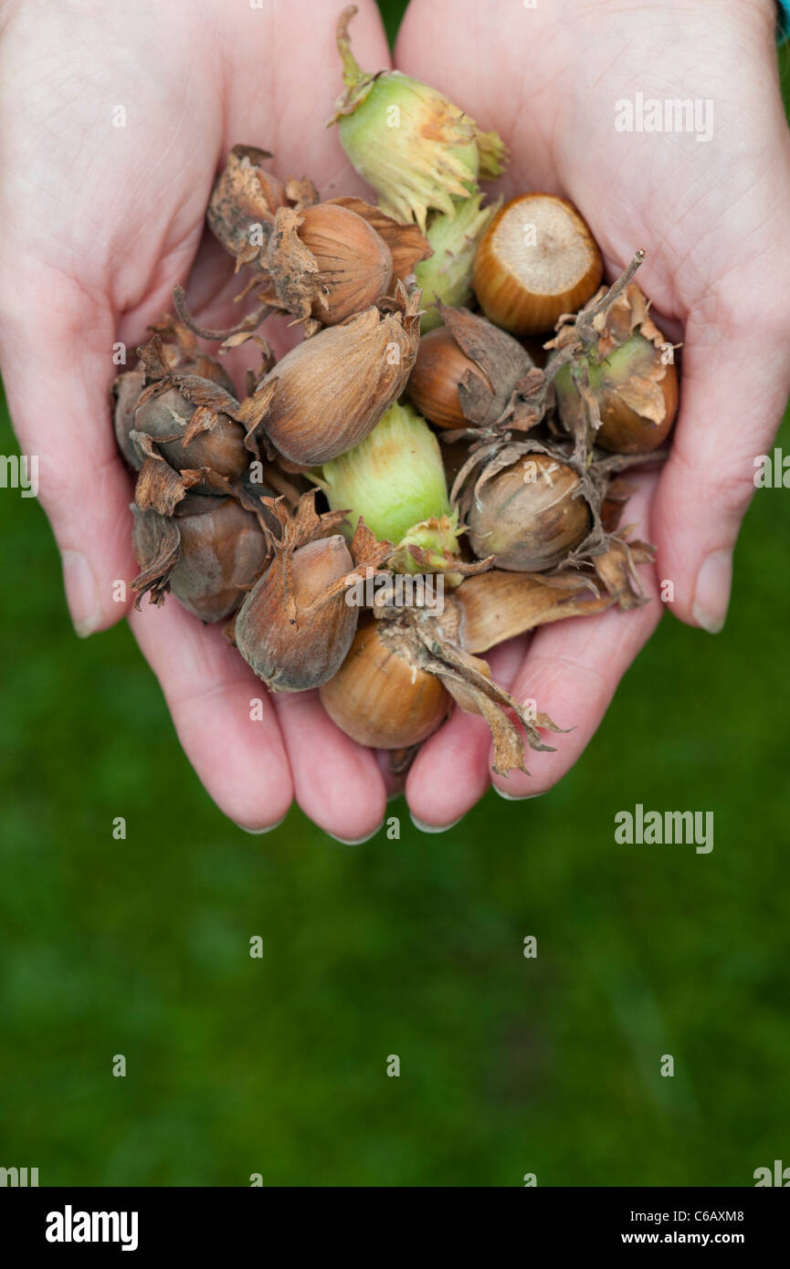 Cob Nut Nuts High Resolution Stock Photography and Images - Alamy