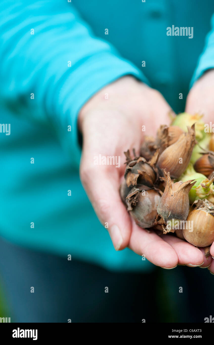 Cob nut tree hi-res stock photography and images - Alamy