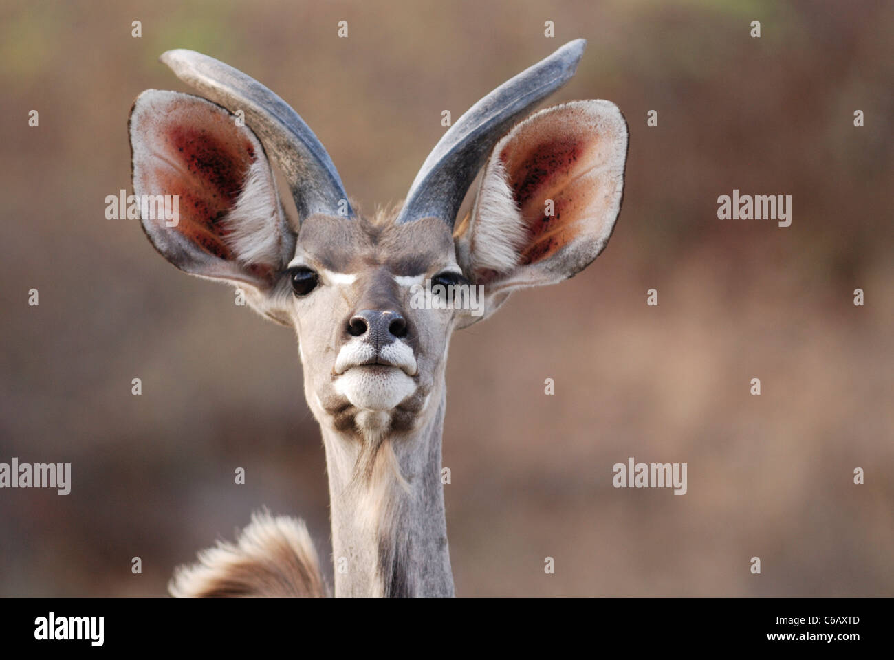 Grosser kudu hi-res stock photography and images - Alamy