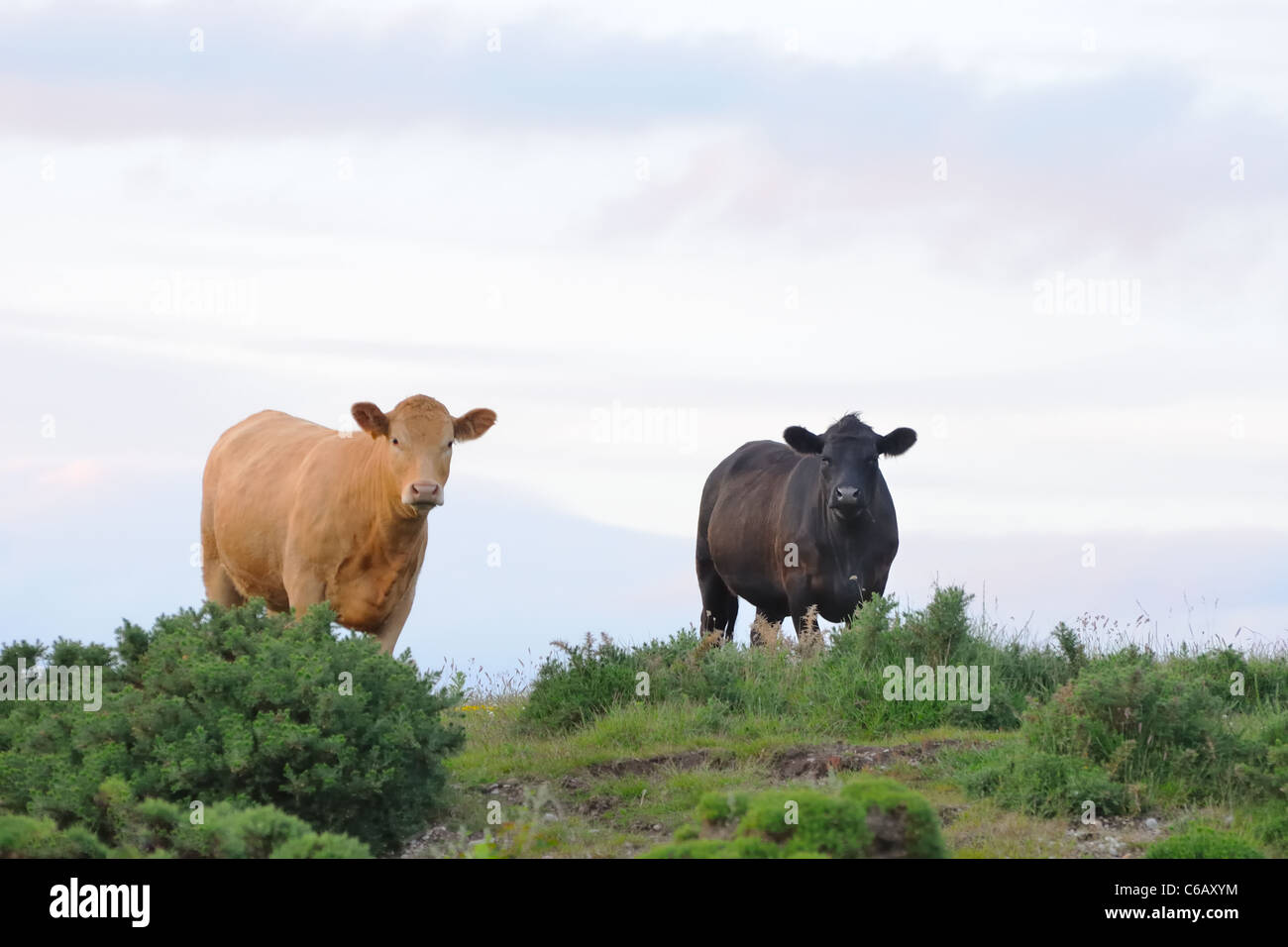 Two bulls on hill top Stock Photo - Alamy