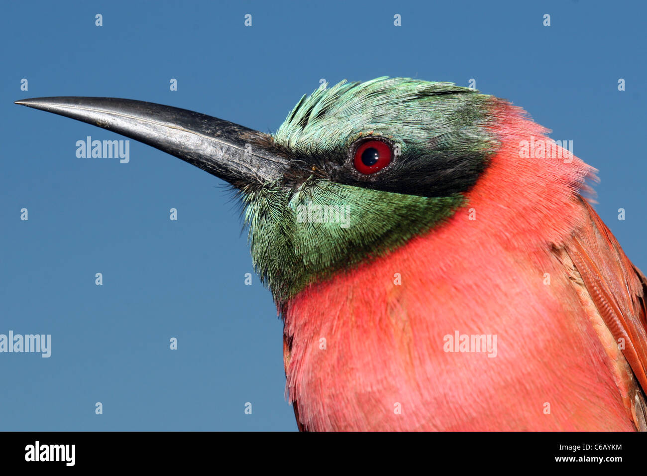 Carmine bee eater hi-res stock photography and images - Alamy