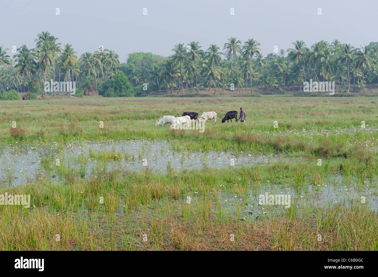 Goa Rice Field High Resolution Stock Photography and Images - Alamy