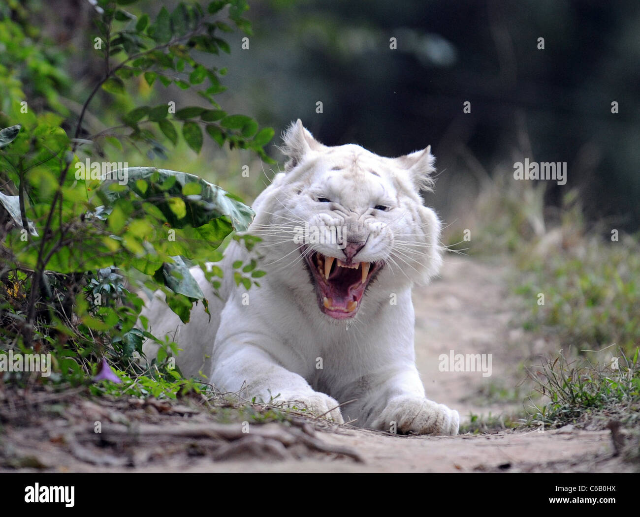 Smiling White Tiger