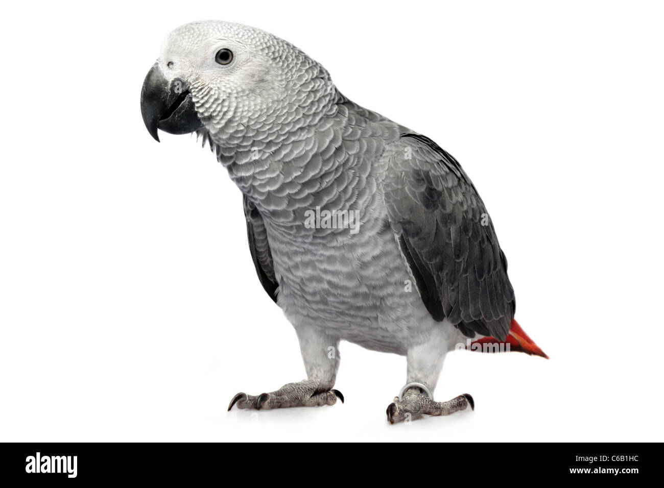 parrot isolated on white Stock Photo - Alamy