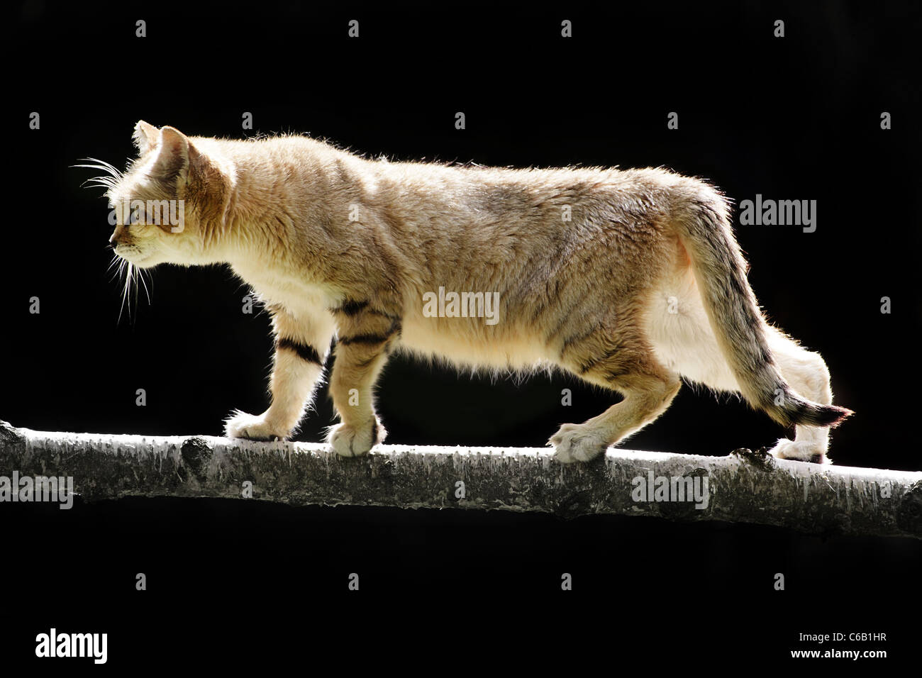 Sand cat, Felis margarita Stock Photo - Alamy