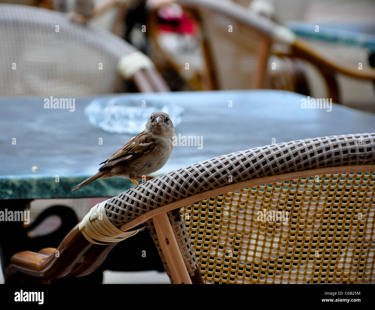 Bird on chair Stock Photo - Alamy