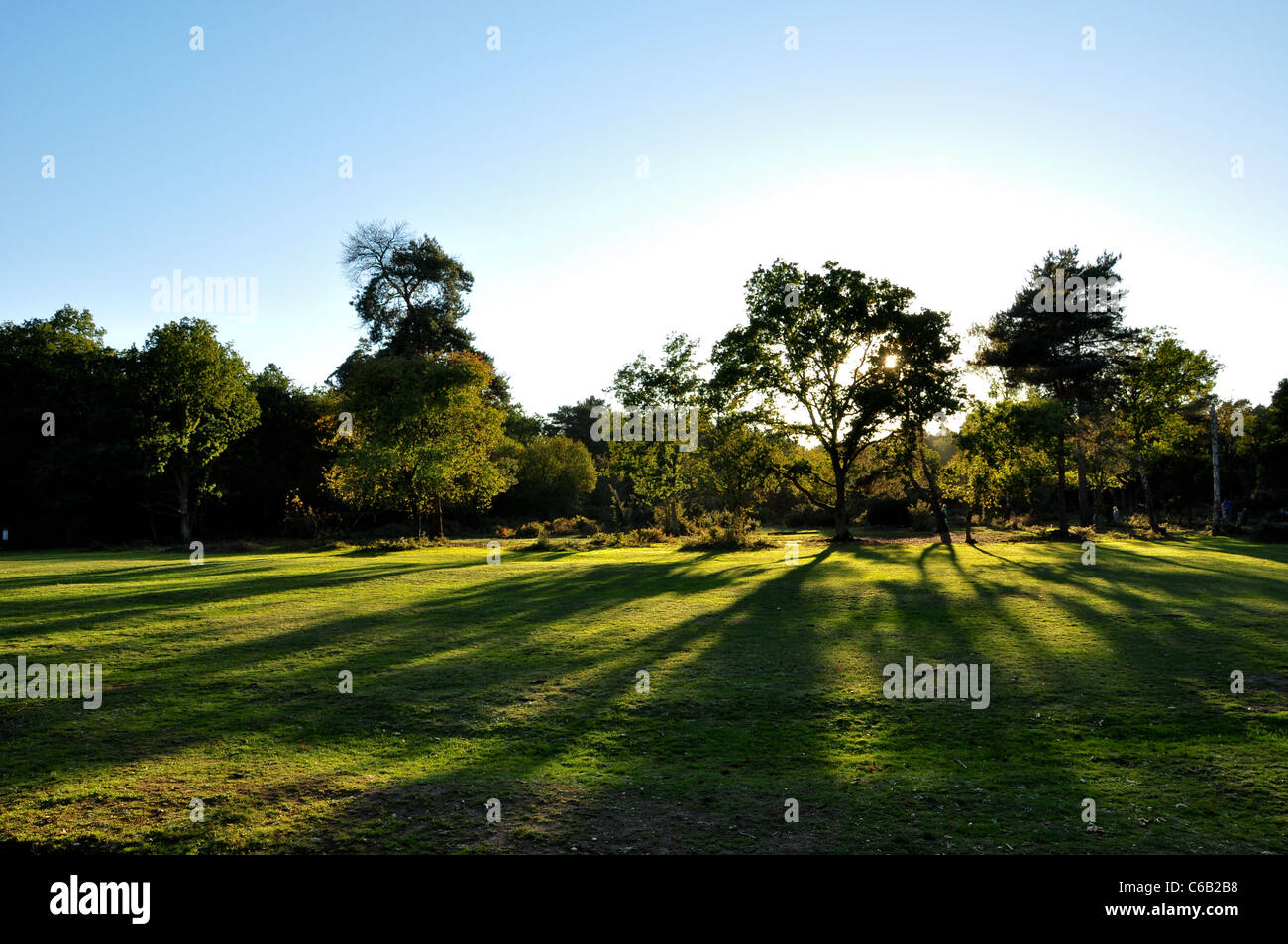Sun setting in the woods, Burnham Beeches, Burnham, Slough, Berkshire ...