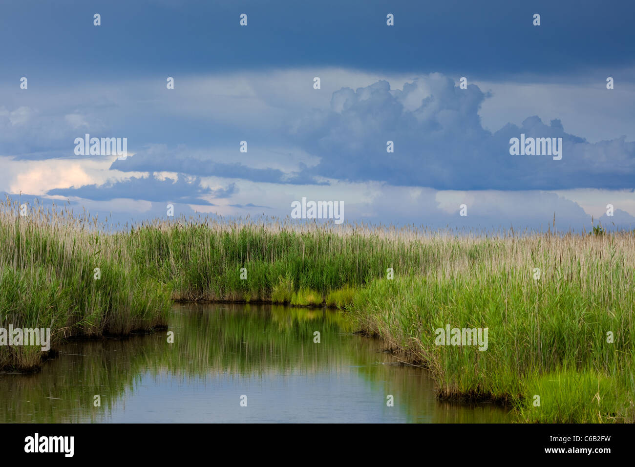 Fecund estuary in Bivalve, New Jersey Stock Photo - Alamy