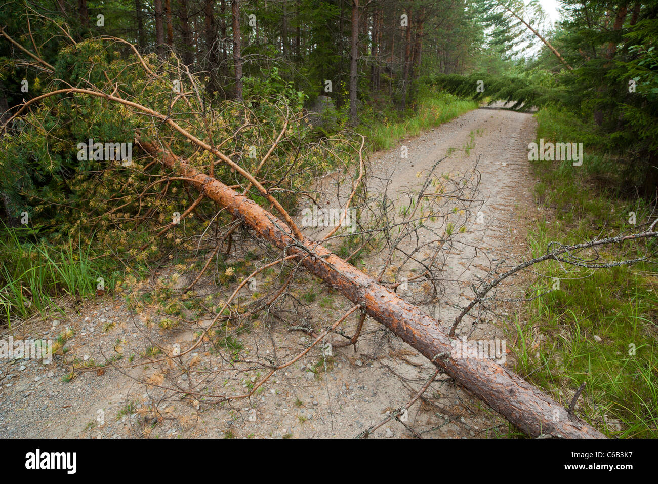 Empty forest road blocked by fallen trees after storm , Finland Stock ...