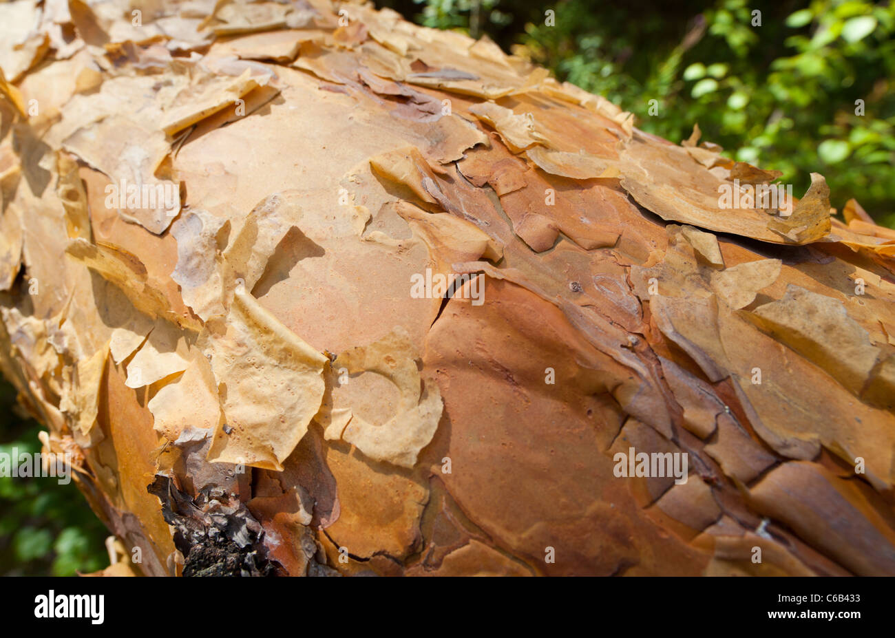 Conifer boreal hi-res stock photography and images - Alamy