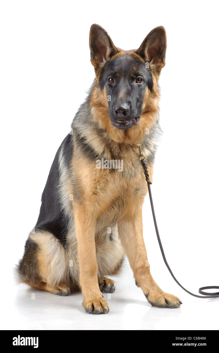 German shepherd sitting isolated on white Stock Photo - Alamy