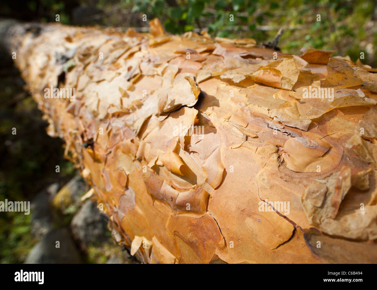 Peeling pine tree bark hi-res stock photography and images - Alamy