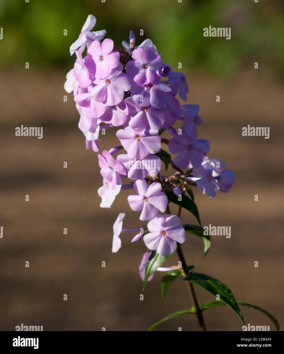 Mauve petals hi-res stock photography and images - Alamy
