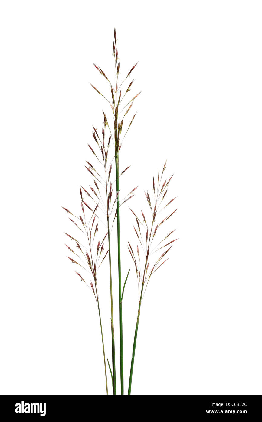 Tropical grass seed stalks on white background Stock Photo - Alamy