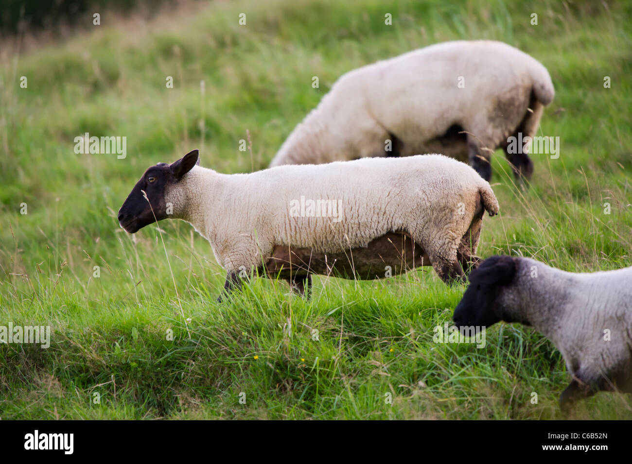 A small flock of sheep walk and graze on a hillside , Devon, uk Stock ...