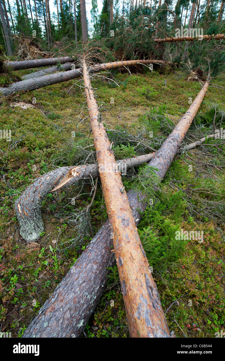 Strong winds cause tree hi-res stock photography and images - Alamy