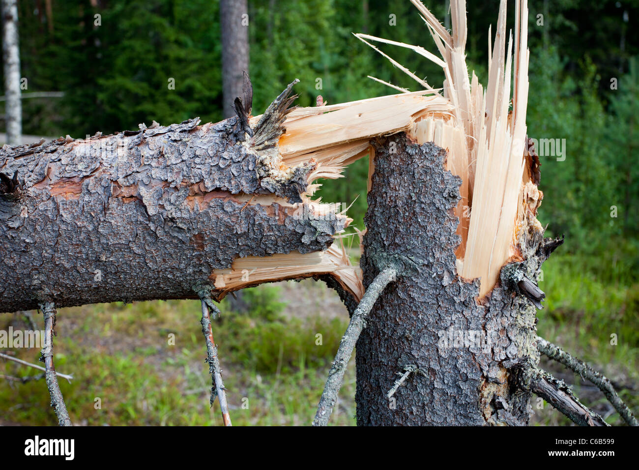 Cracked spruce ( picea abies ) tree trunk . Storm damages in the forest ...