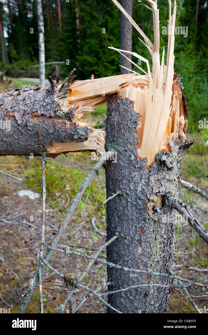 Cracked spruce ( picea abies ) tree trunk . Storm damages in the forest ...
