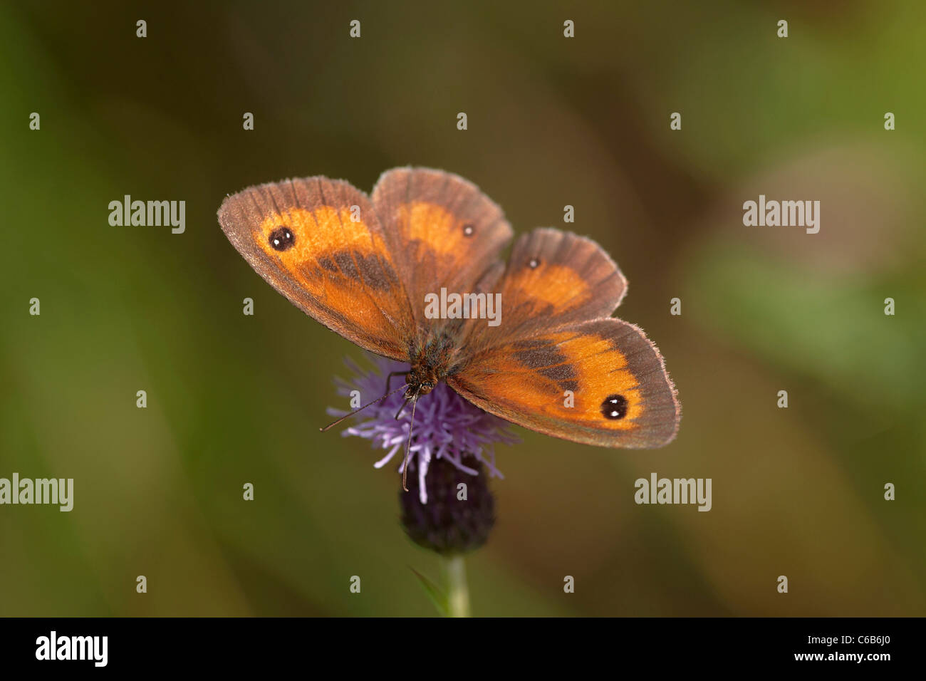 Gatekeeper butterfly uk hi-res stock photography and images - Alamy