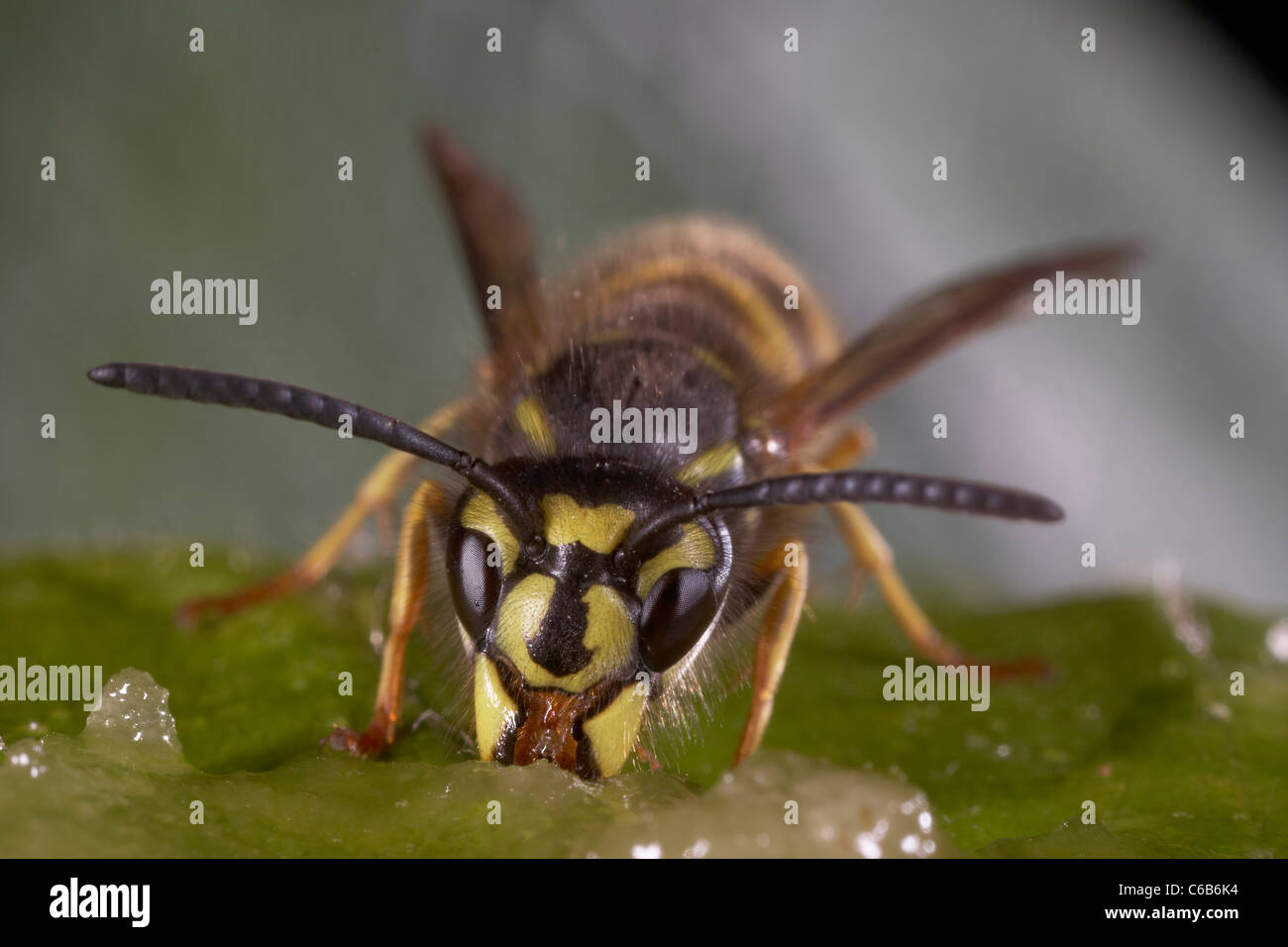 Common Wasp, Vespula vulgaris Stock Photo - Alamy