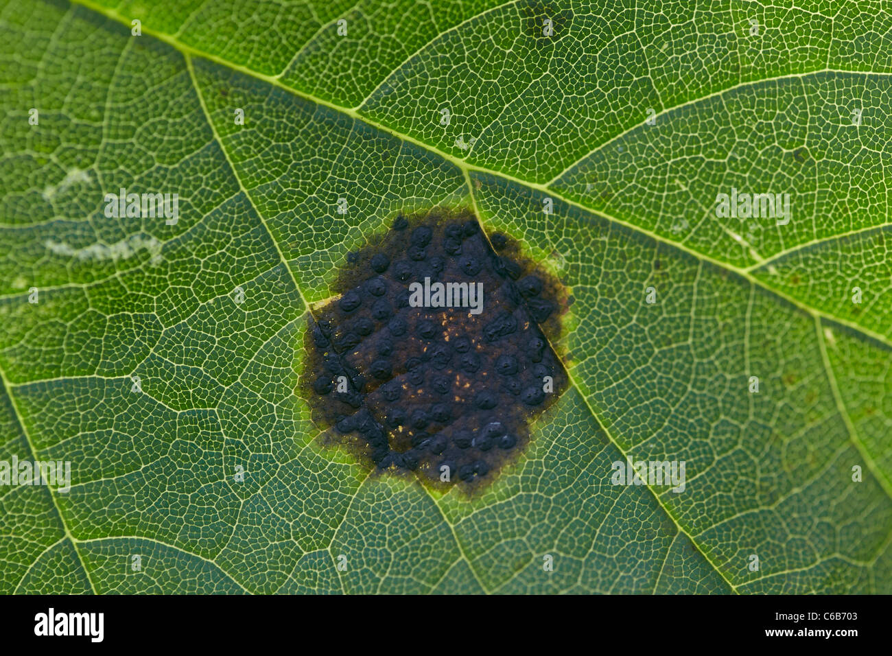 Fungus leaf spot on leaves hi-res stock photography and images - Alamy