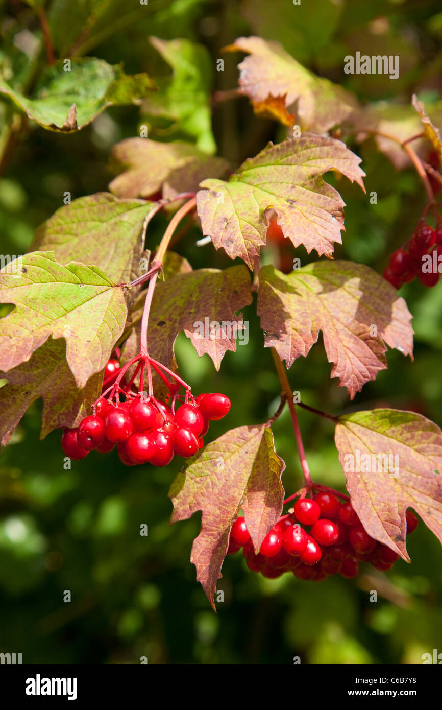 Vibernum hi-res stock photography and images - Alamy