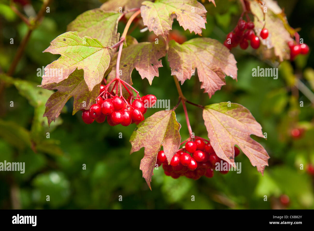 Vibernum hi-res stock photography and images - Alamy