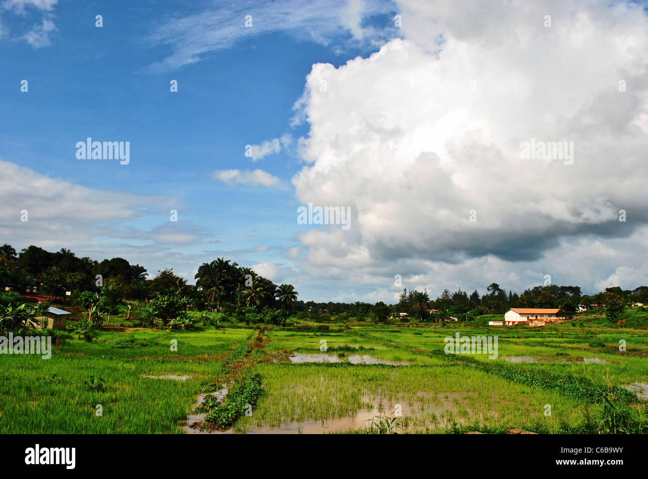 Rice fields near Gbarnga, Liberia Stock Photo - Alamy