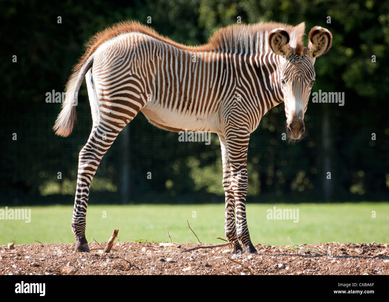 Grevy's zebra foal Stock Photo - Alamy