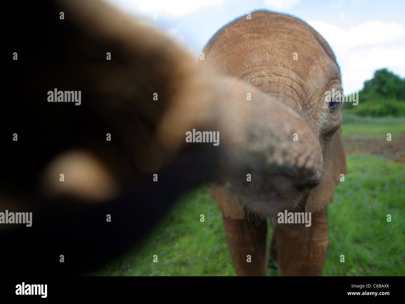 ORPHAN ELEPHANT REACHES TO CAMERA Stock Photo - Alamy