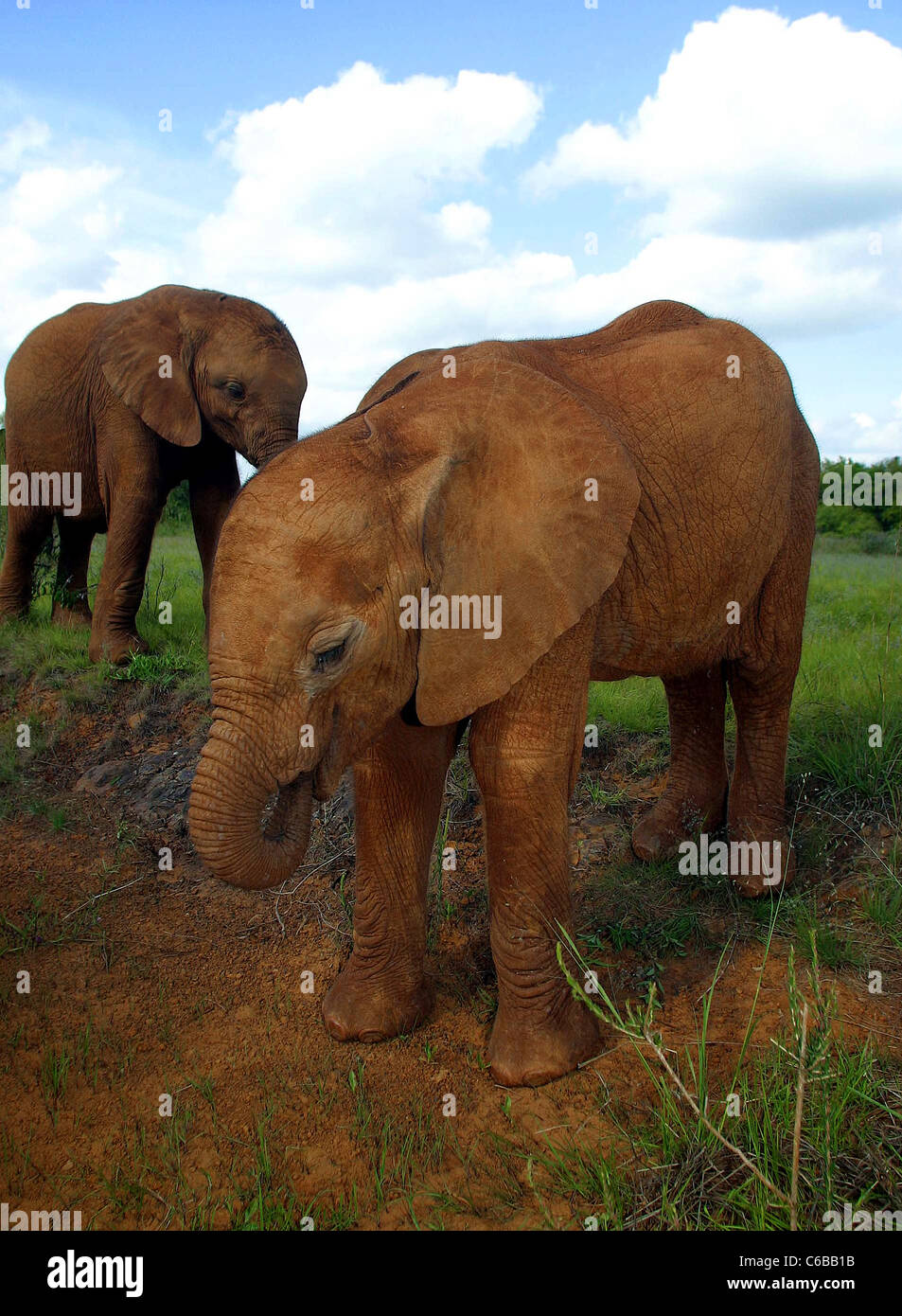 ORPHAN ELEPHANTS AT SHELDRICK ORPHANAGE NAIROBI KENYA Stock Photo - Alamy