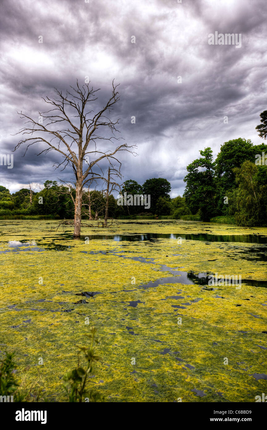 Algae swamp hi-res stock photography and images - Alamy