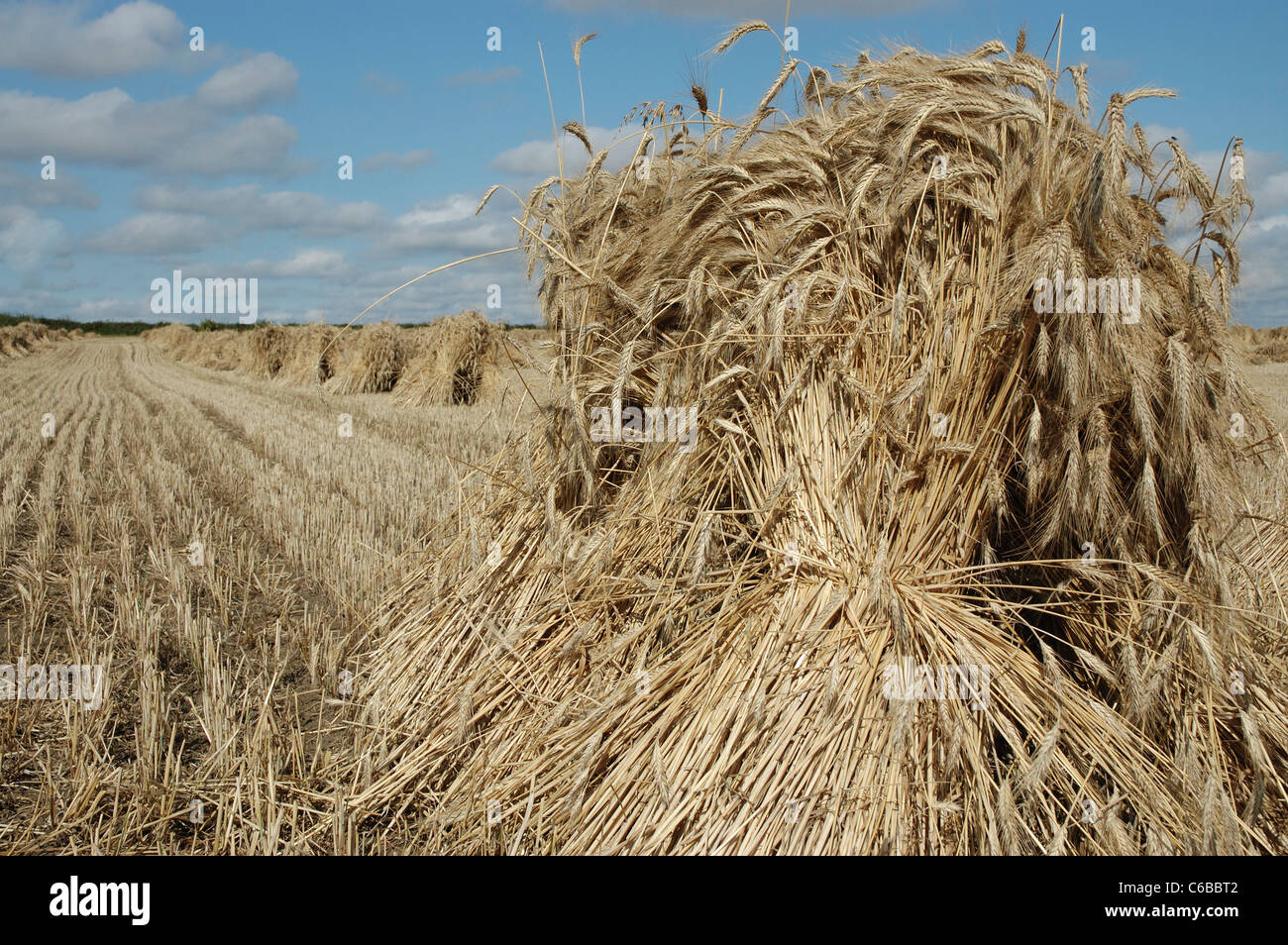 The wheatsheaf hi-res stock photography and images - Alamy
