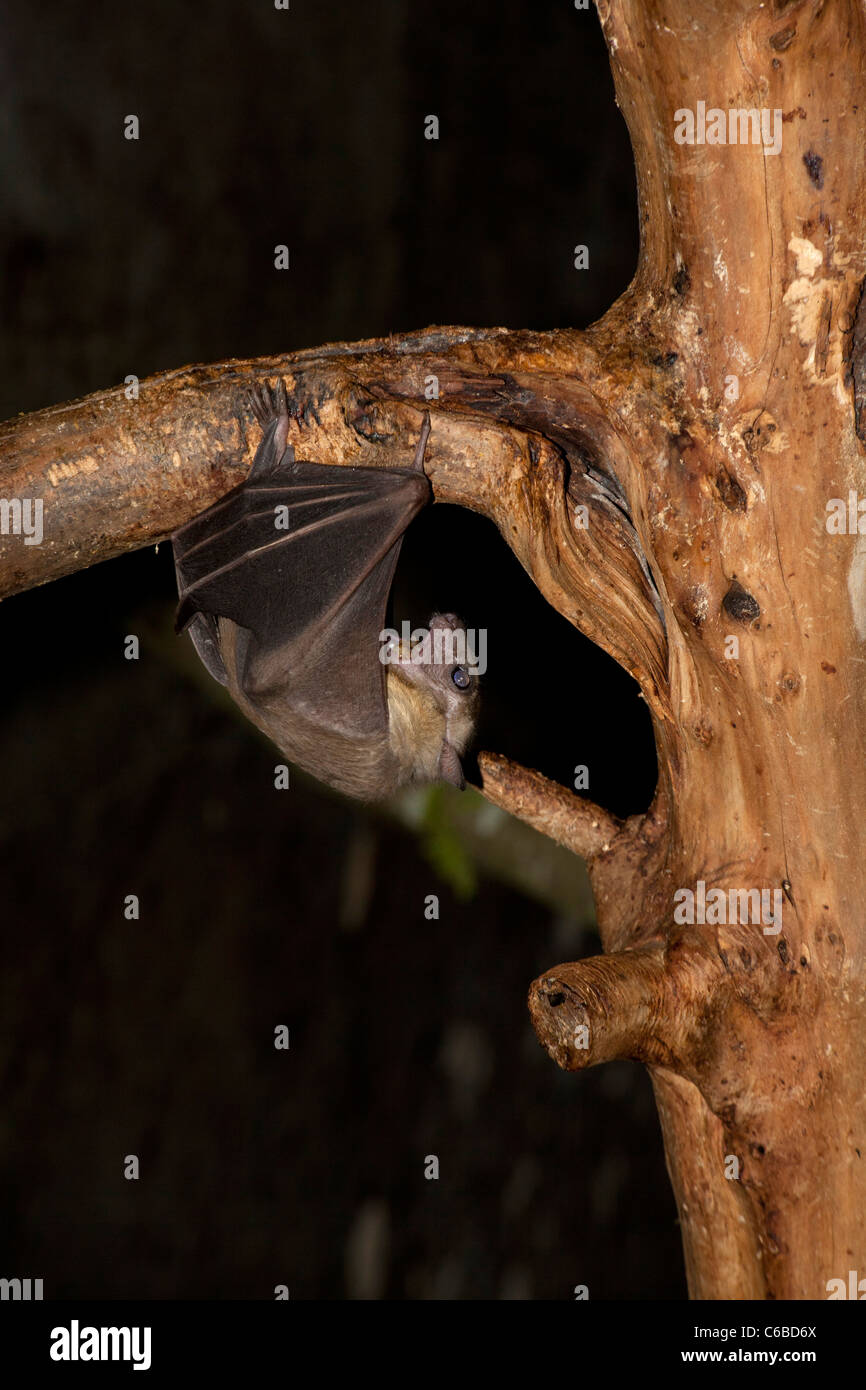 Egyptian fruit bat (Rousettus aegyptiacus Stock Photo - Alamy