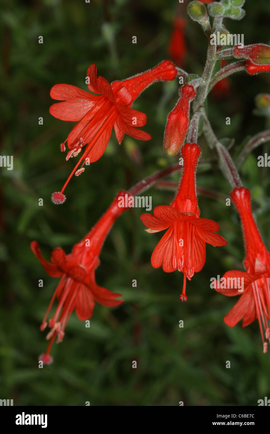 Zauschneria californica hi-res stock photography and images - Alamy