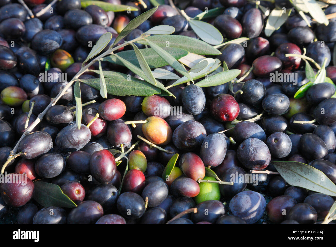 Black olive tree hi-res stock photography and images - Alamy